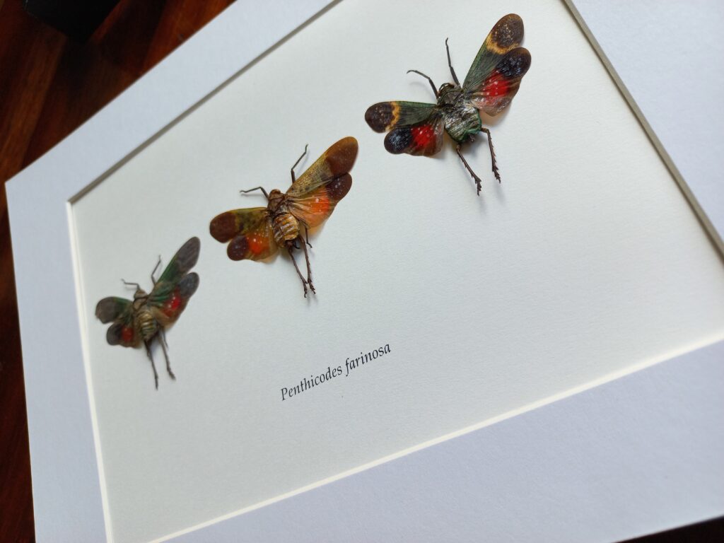 Penthicodes farinosa – home